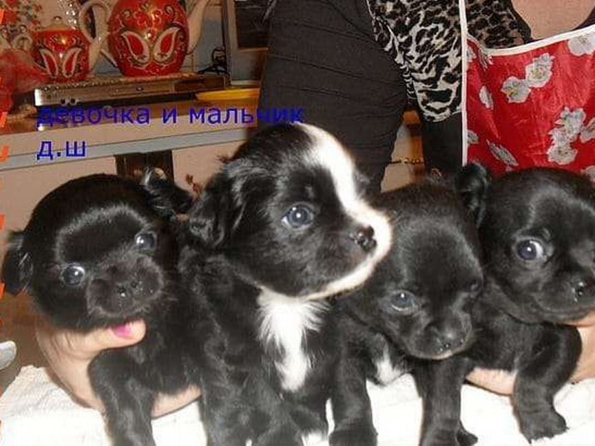 Маленькая собака чихуахуа