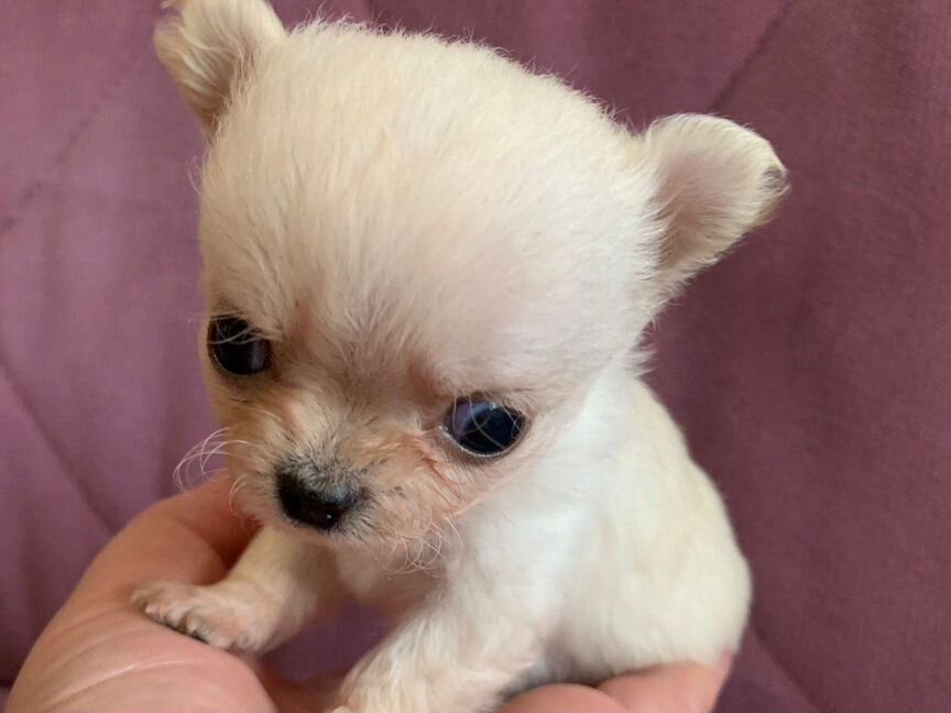 Щенки чихуахуа большой выбор окрасов