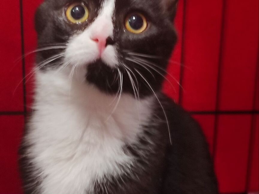 Кошка в дар бесплатно