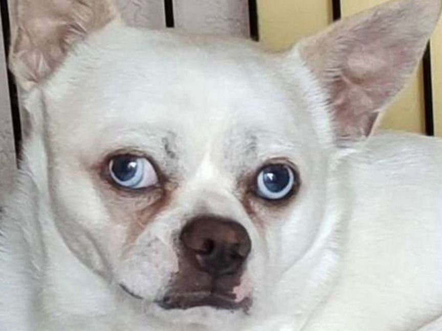 Вязка кобель чихуахуа