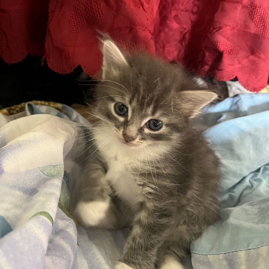 Котёнок в добрые руки