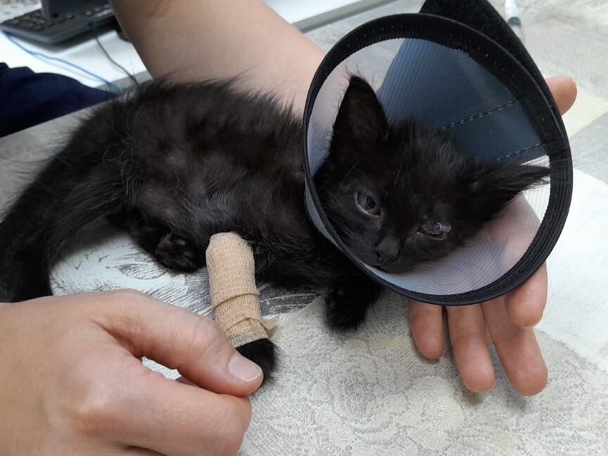 Котенок