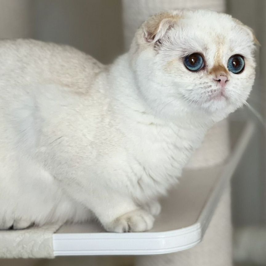 Шотладская вислоухая кошечка