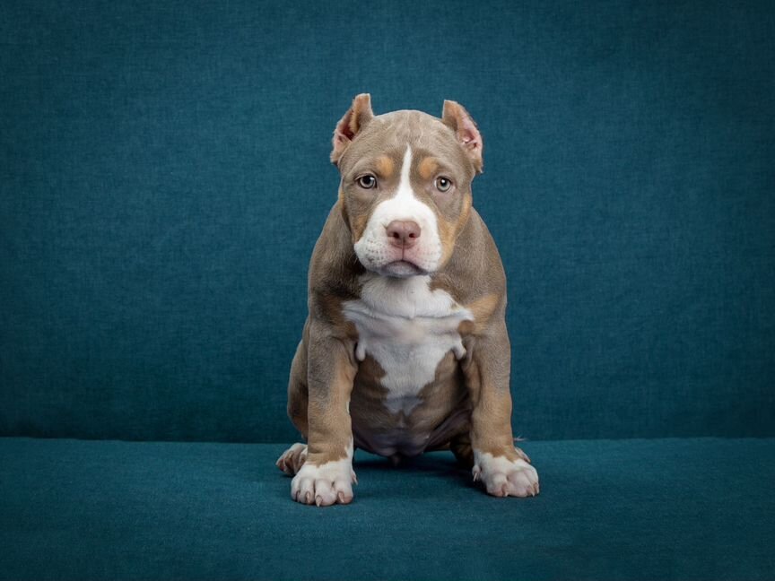 Американский булли классик/стандарт