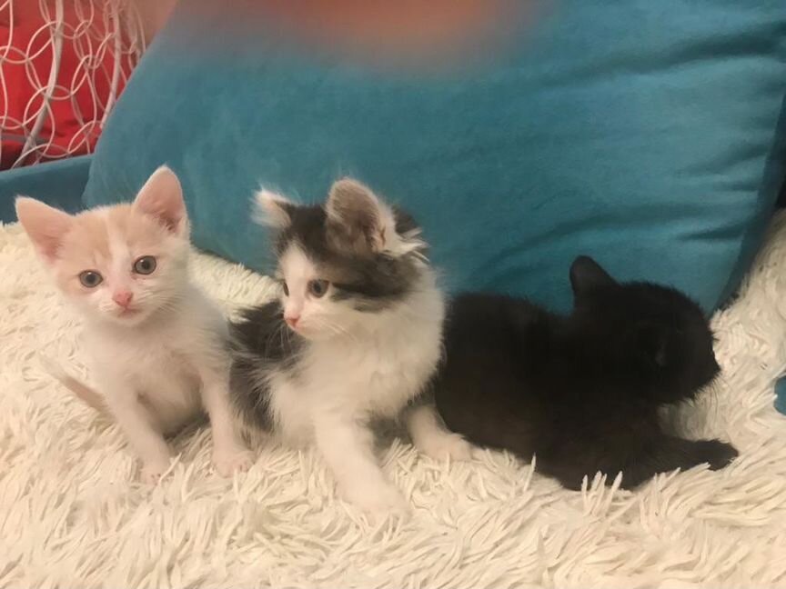 Котята в хорошие руки в дар