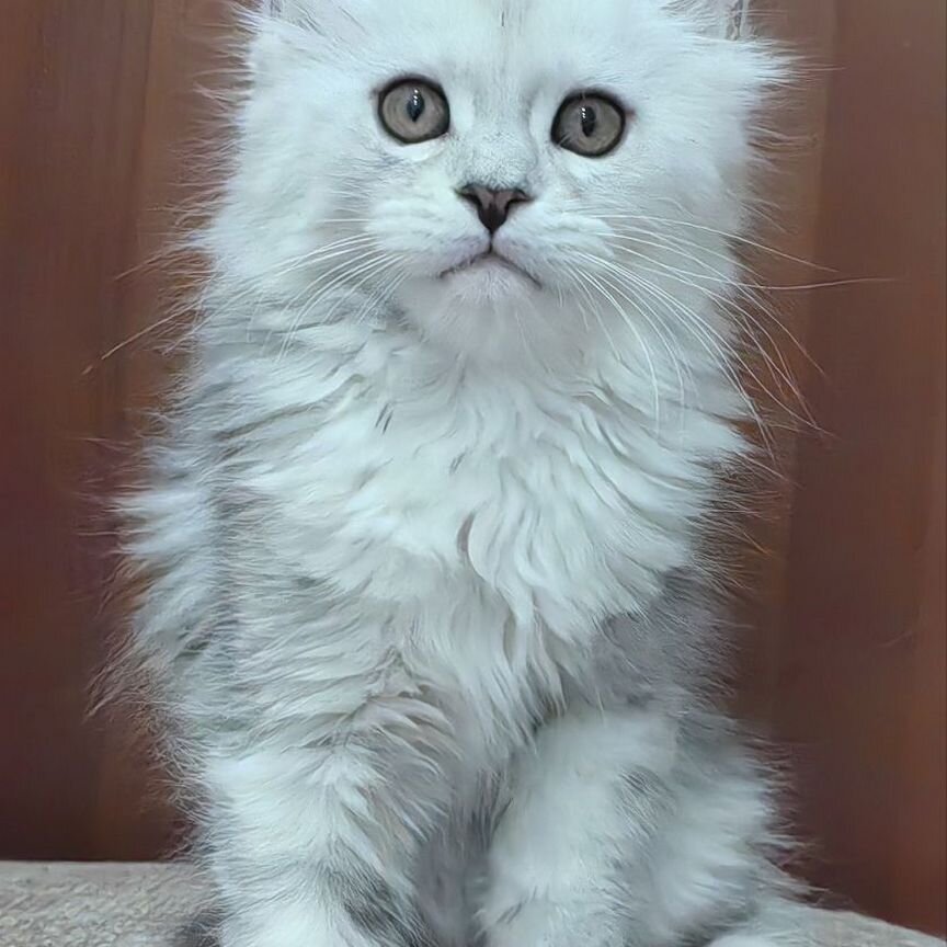 Лучшие котята Мейн кун