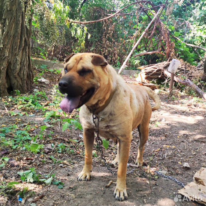 Дуняша ищет дом