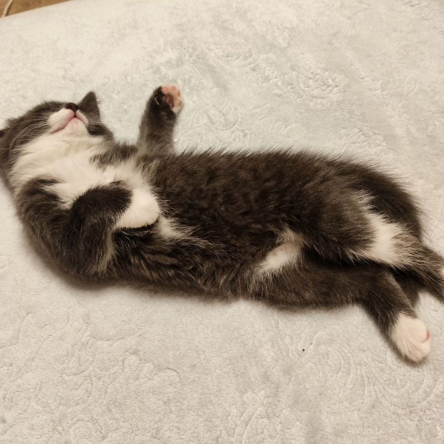 Котёнок в добрые руки