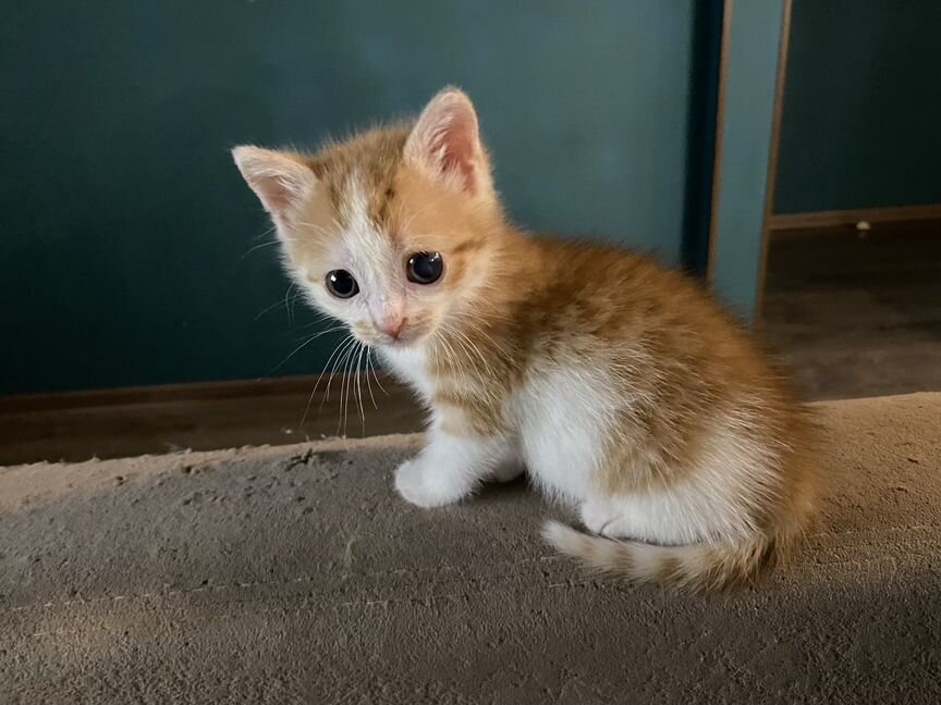 Котенок девочка в добрые руки