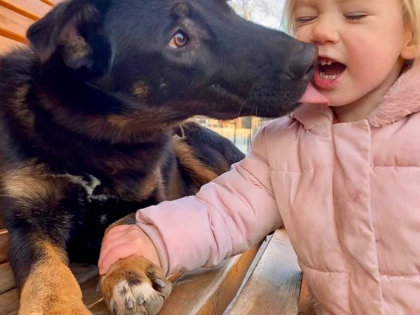 Роскошный чёрный немец овчарка в добрые руки