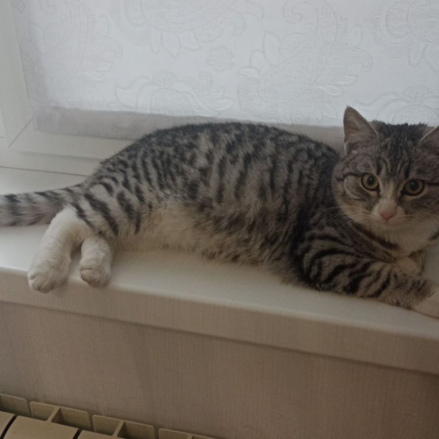 Кошечка