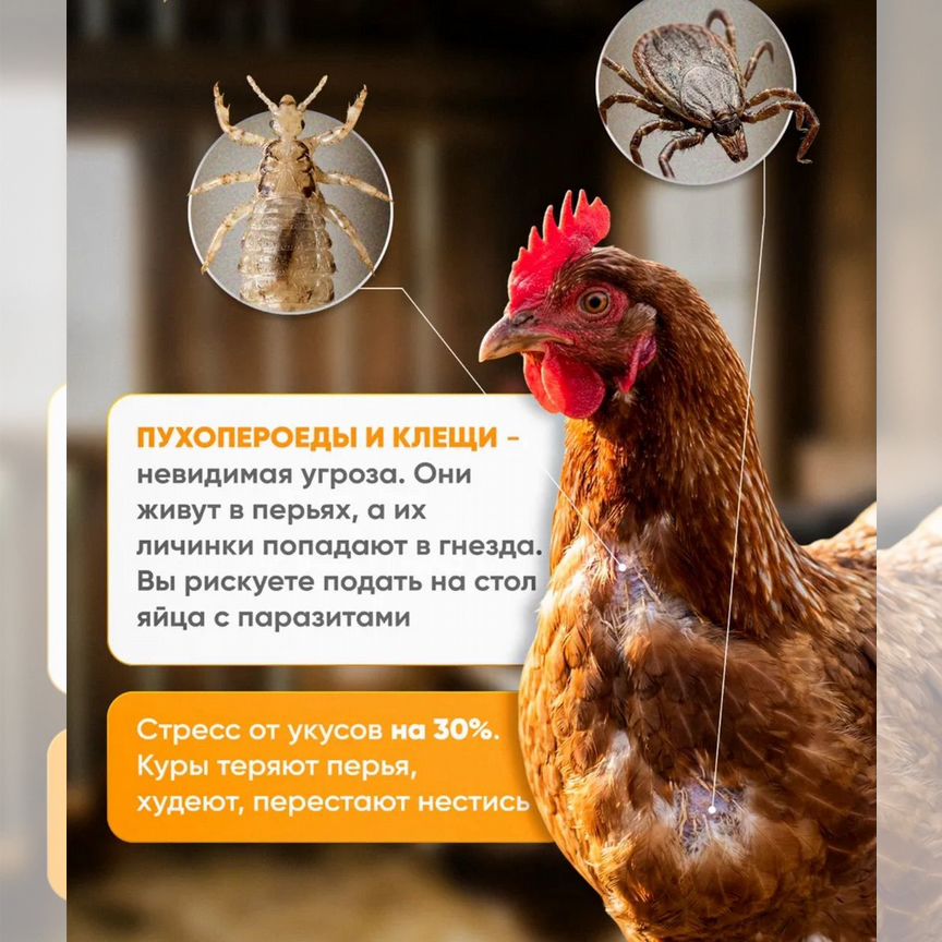 Дуст порошок для кур здоровая курица