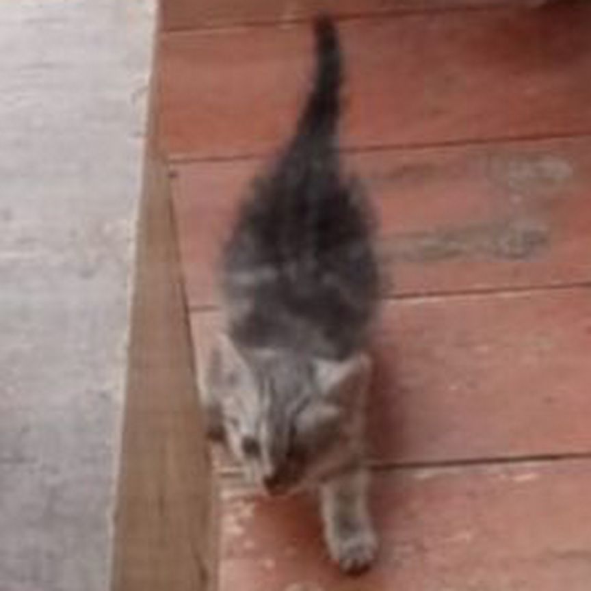 Котёнок ищет дом