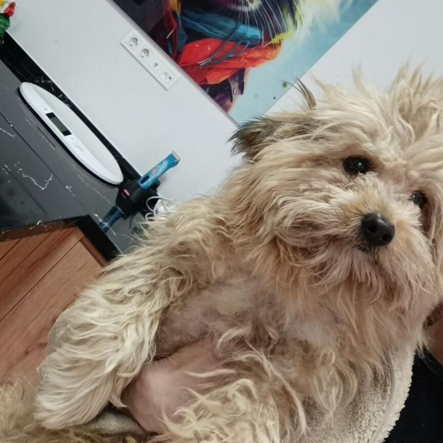 Взрослый пёс в добрые руки