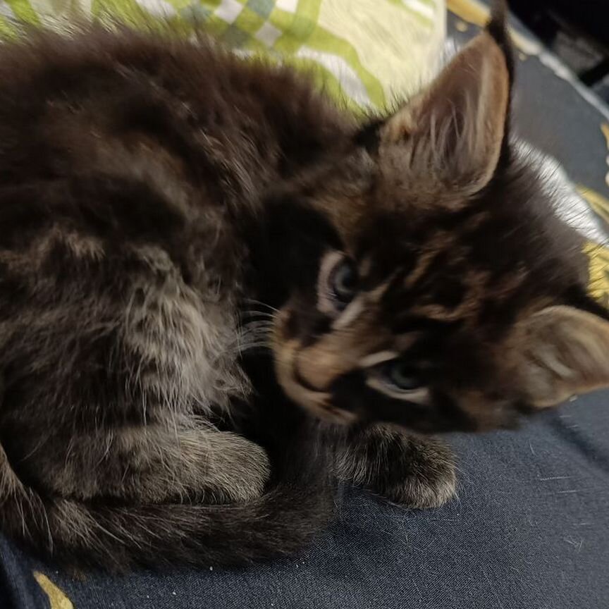 Продам котят Мейн- кунов. 1 месяц