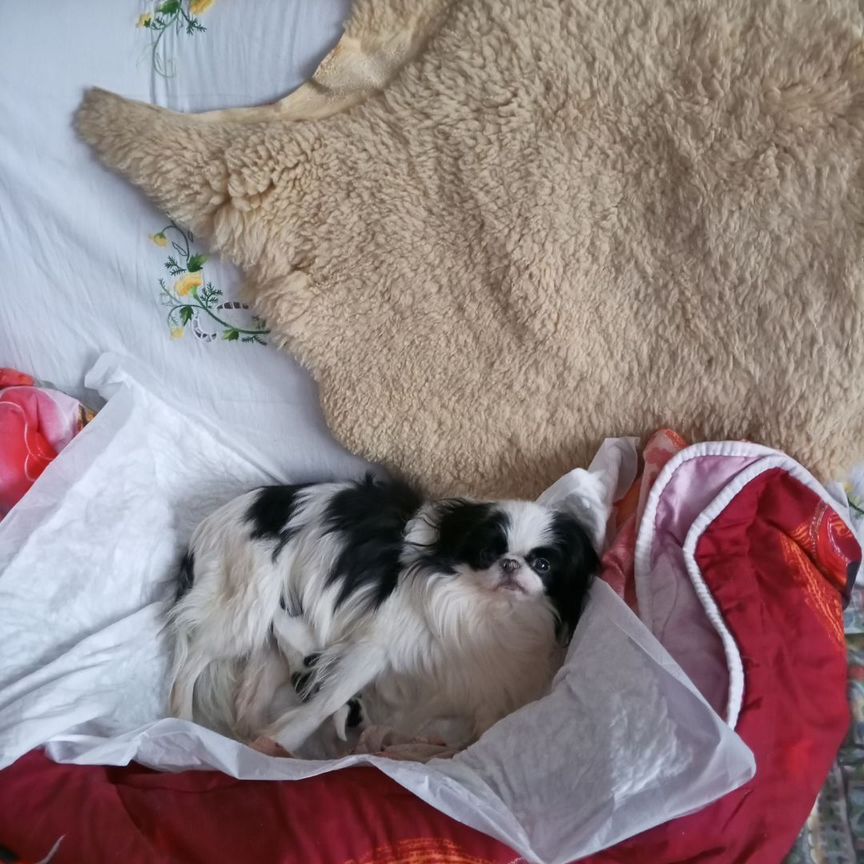 Японский Хин щеночки