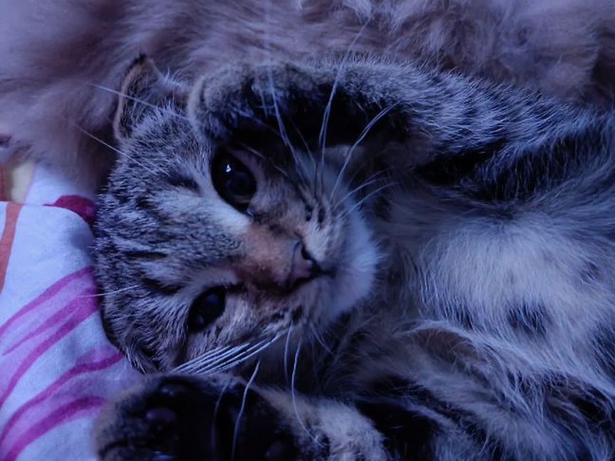 Кошка