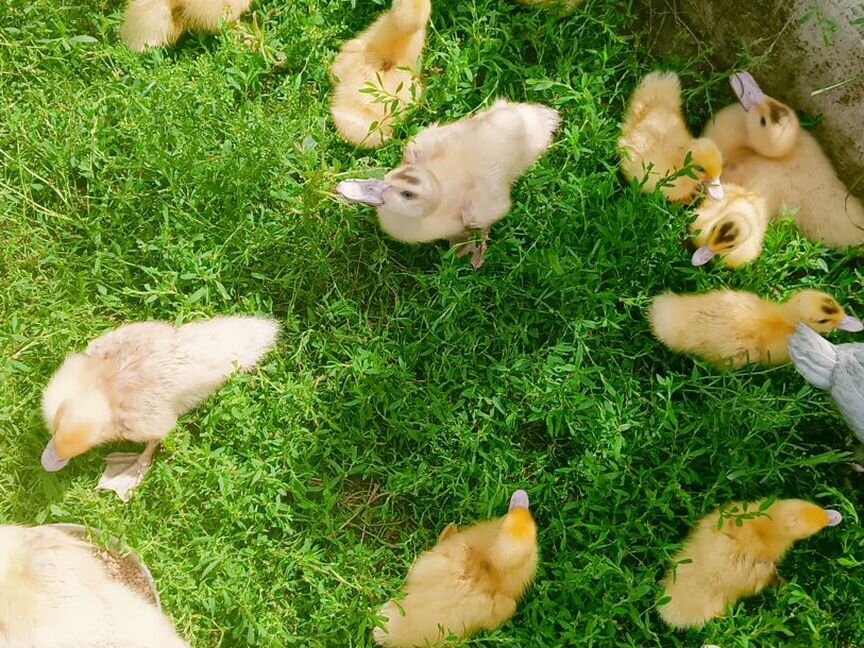 Индоутята белые