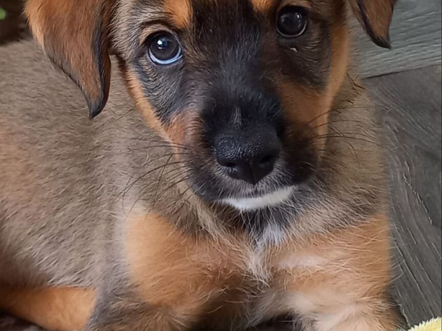 Славный щенок в добрые руки