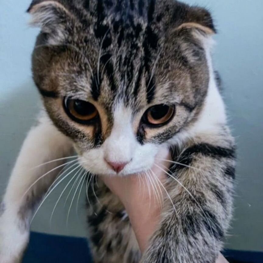 Котик вислоухий