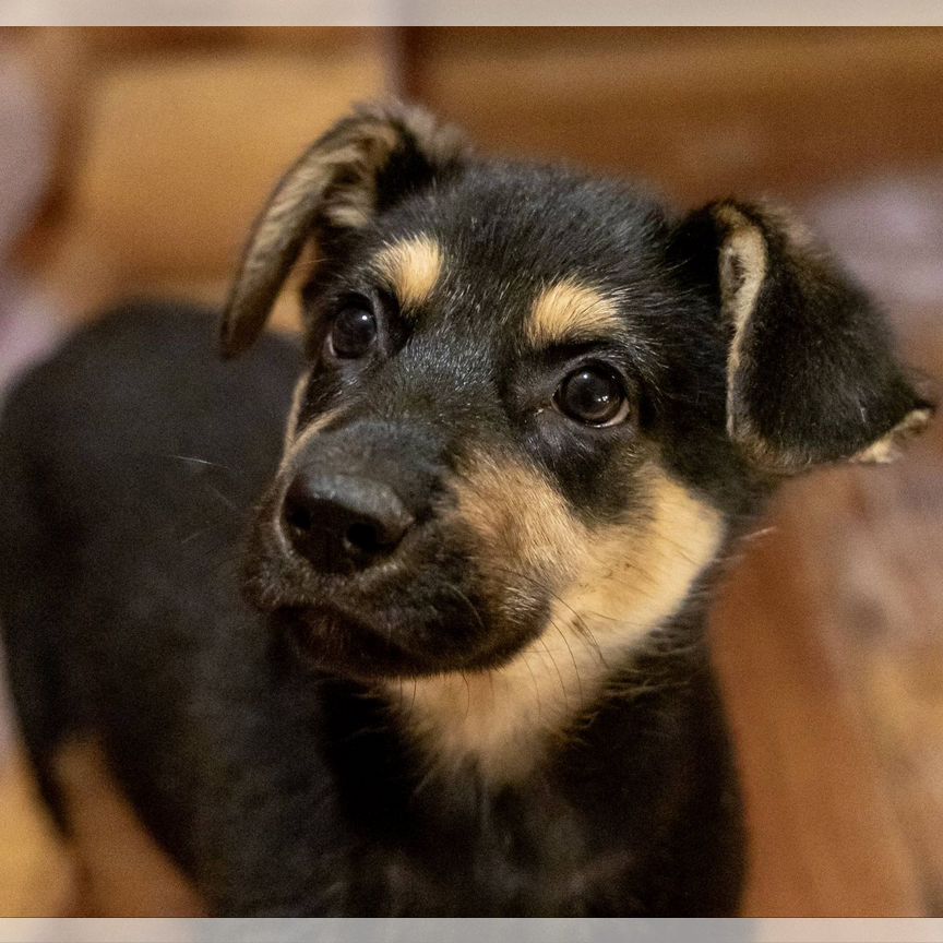 Щенок в добрые руки