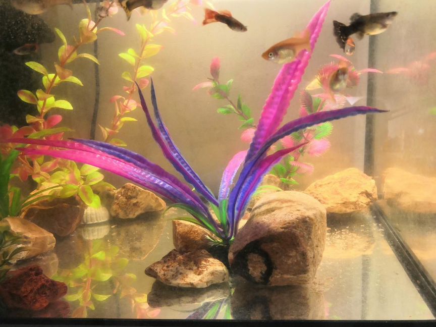 Аквариумные рыбки гупии бесплатно