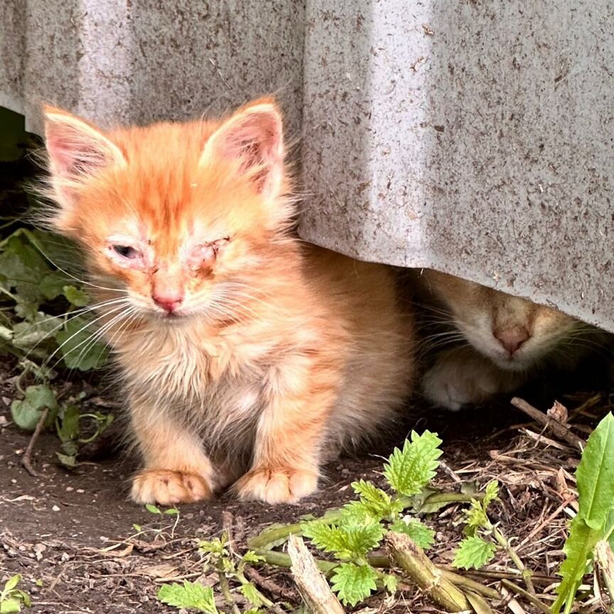 Котёнок в добрые руки