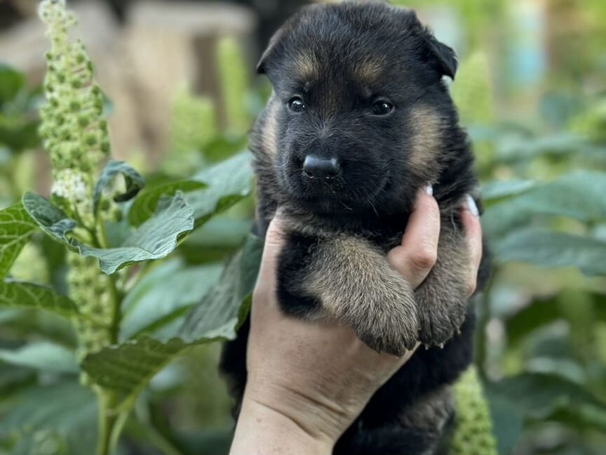 Щенки немецкой овчарки