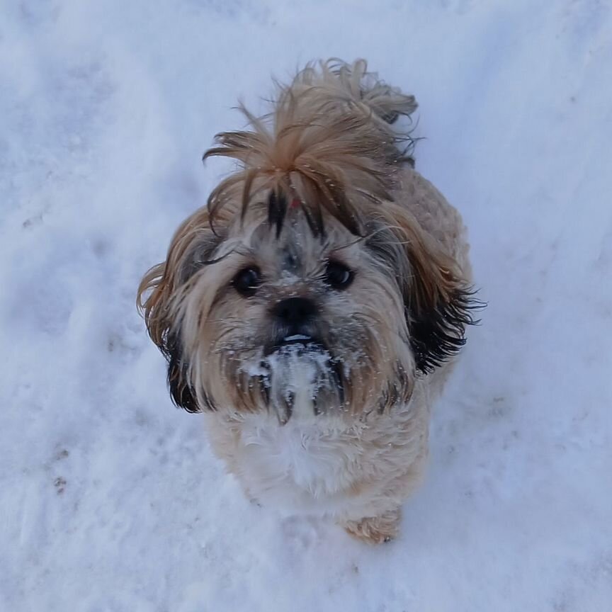 Ши-тцу, щенок