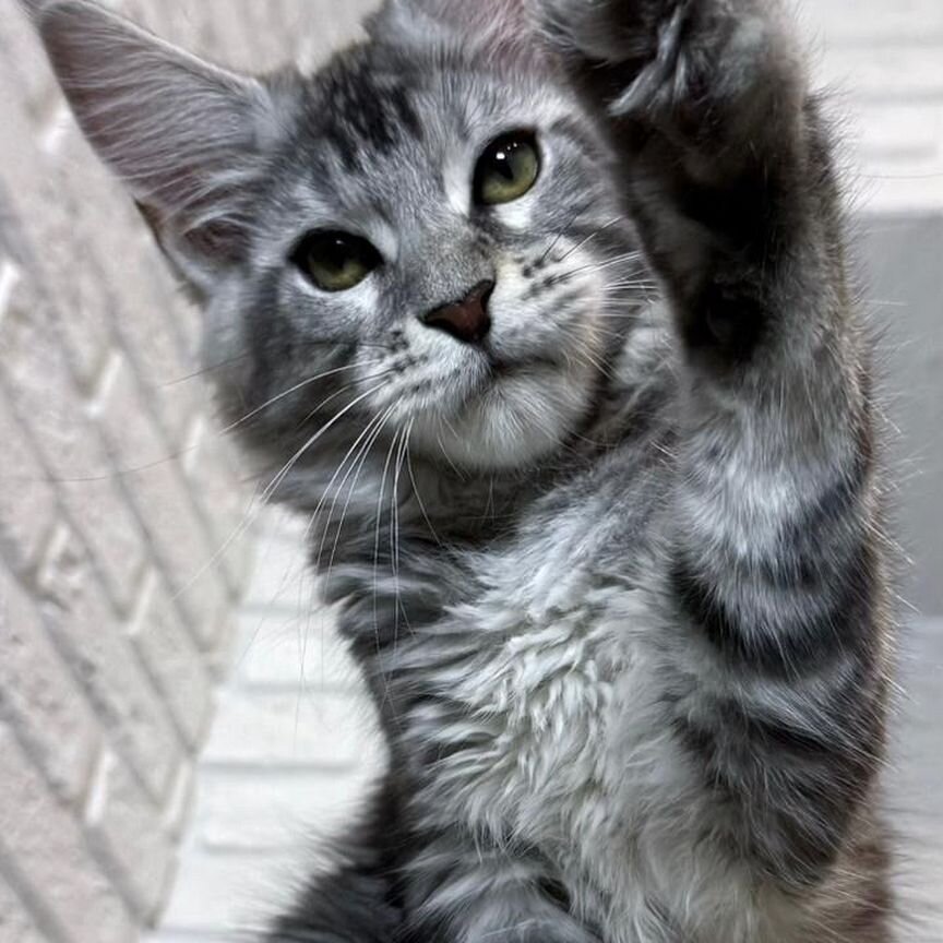 Мейн-кун котёнок