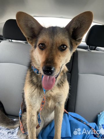 Собака в добрые руки