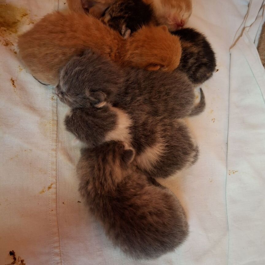 Котята
