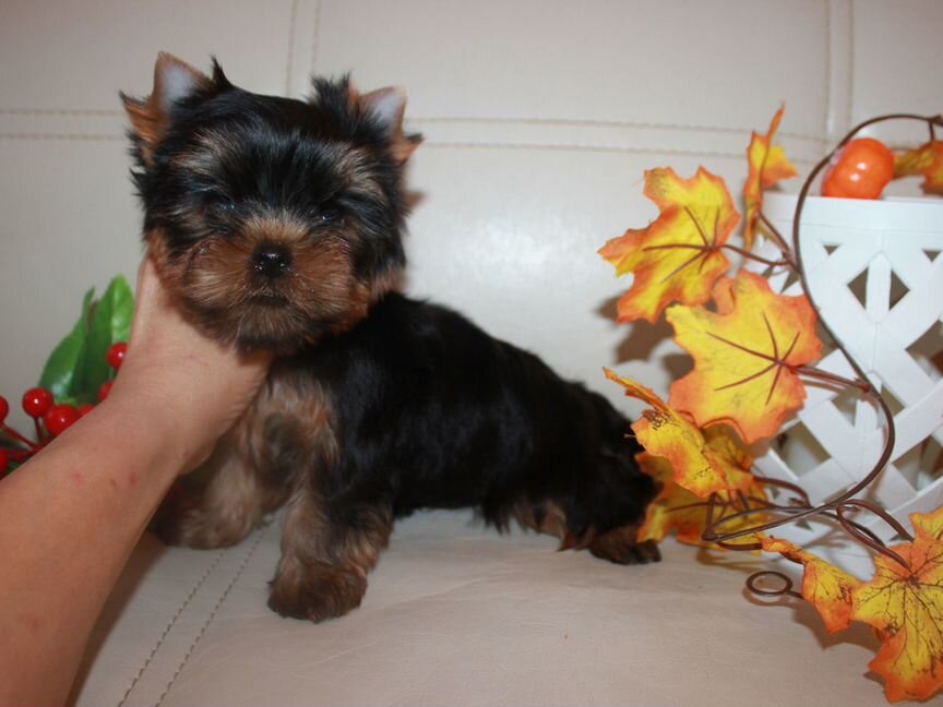 Красоточка девочка 2,5 мес