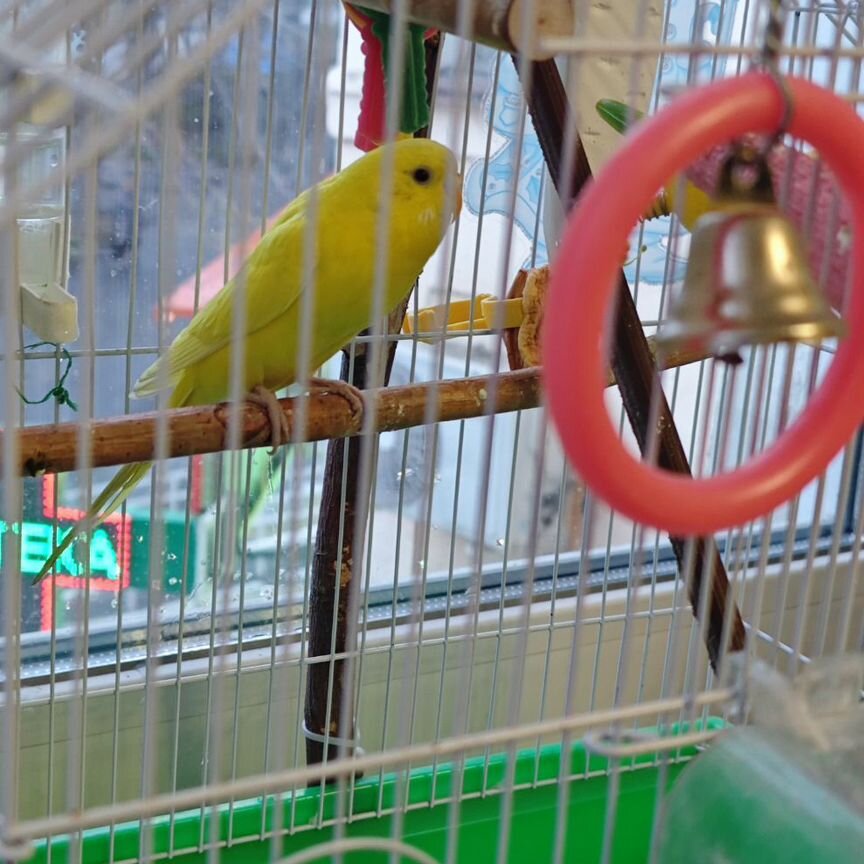 Волнистый попугай