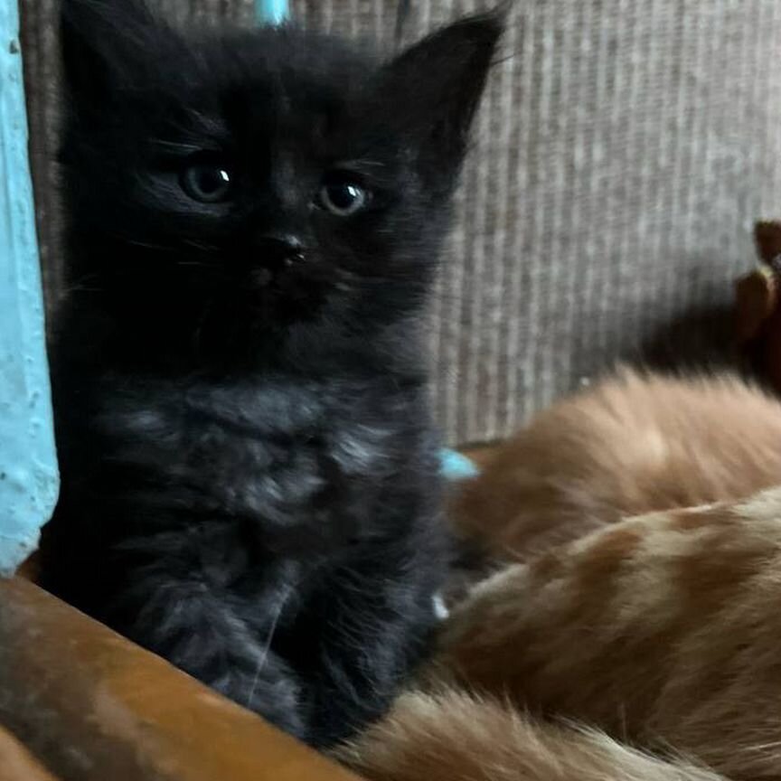Котята в поисках дома
