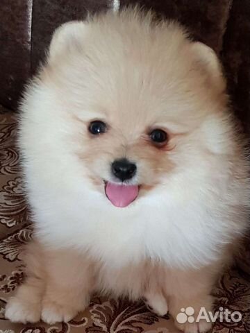 Щенки шпица