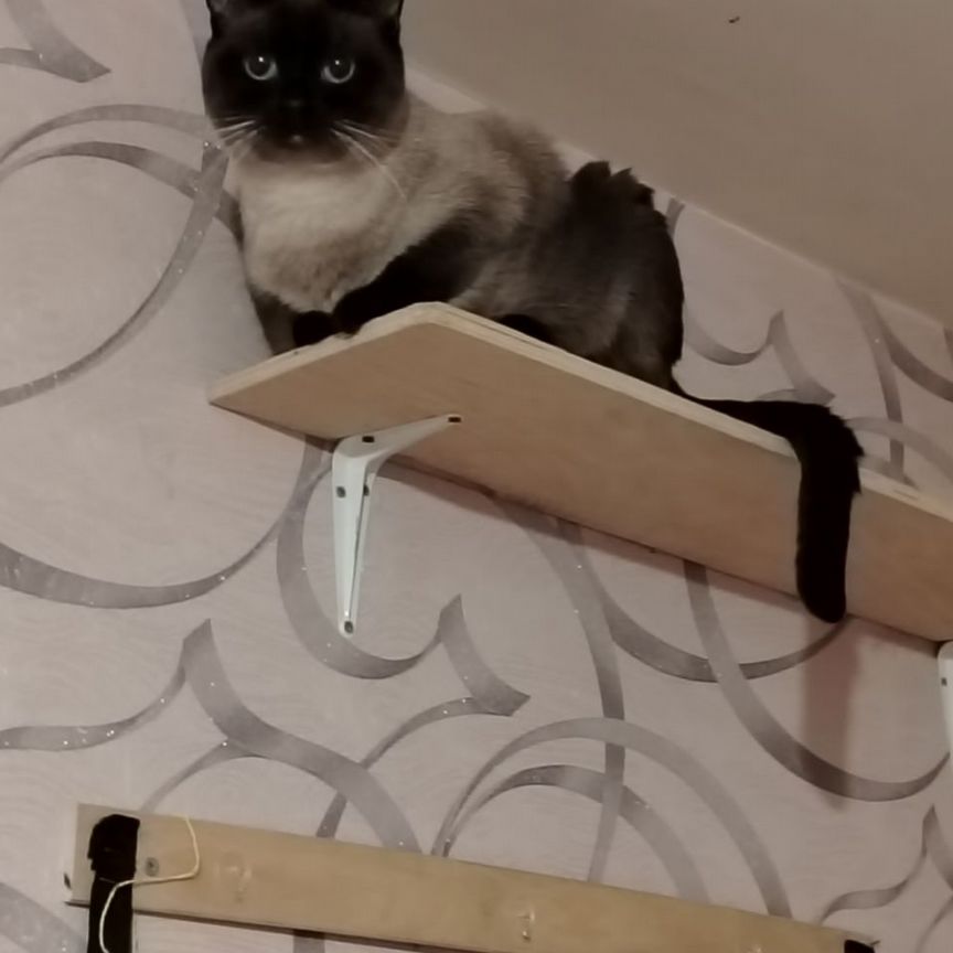 Тайский, взрослый кот