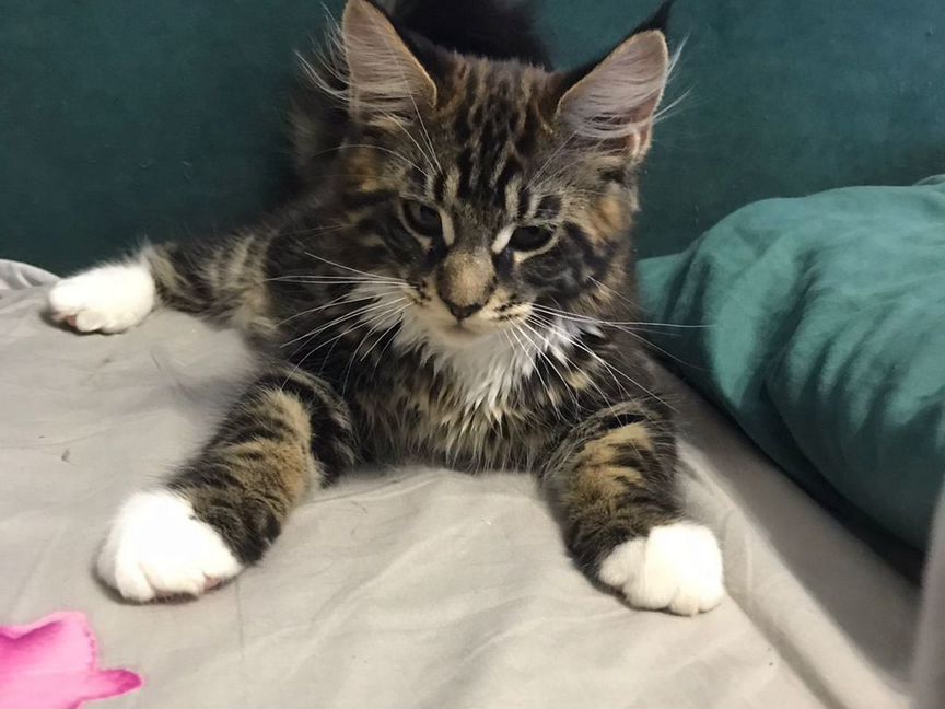 Котята мэйн кун