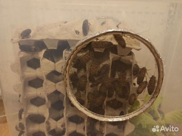 Аргентинский таракан