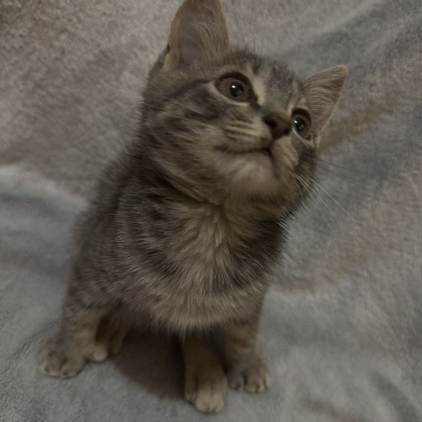 Британский короткошёрстный котёнок