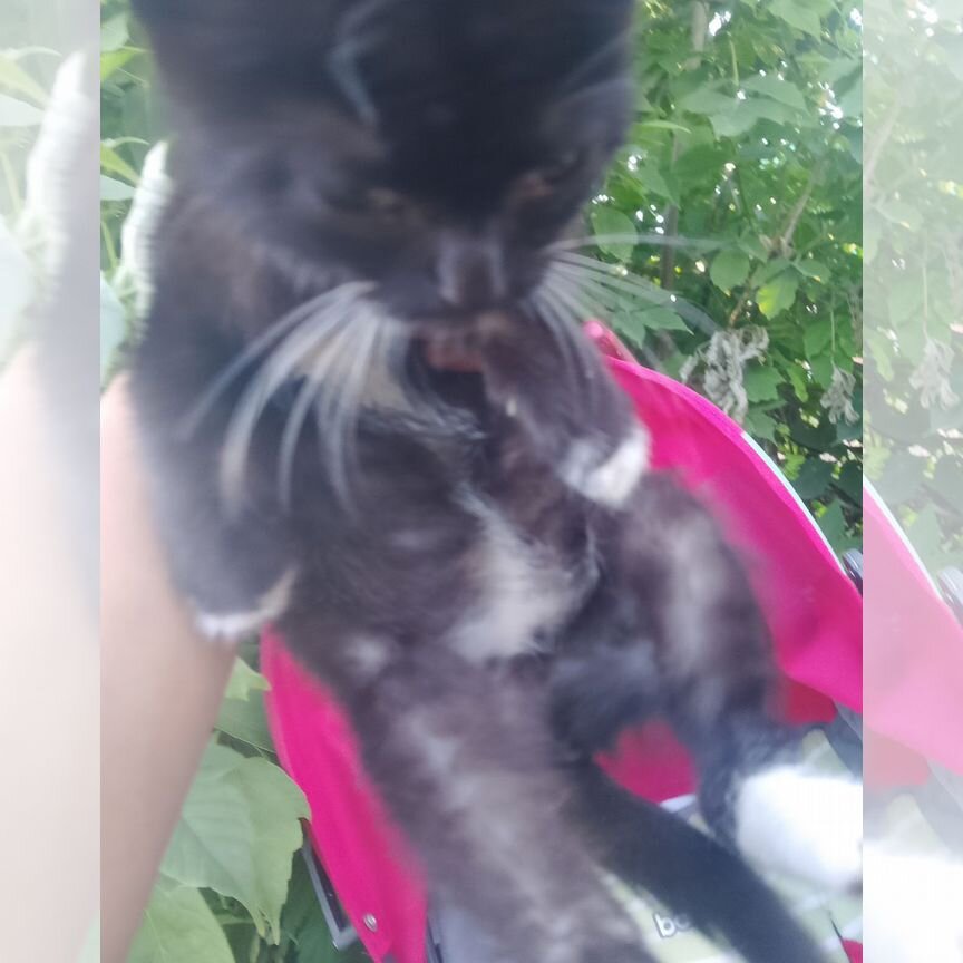 Отдам в добрые руки, два котёнка