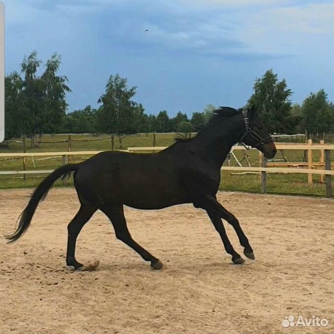 Тракененский мерин