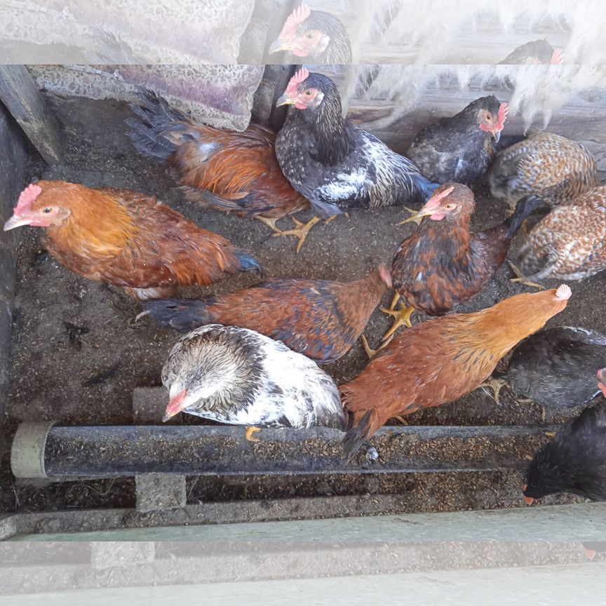 Петушки домашние породистые