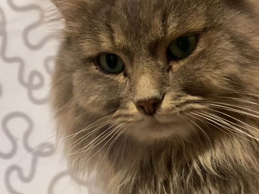 Кот Дымок 5 лет
