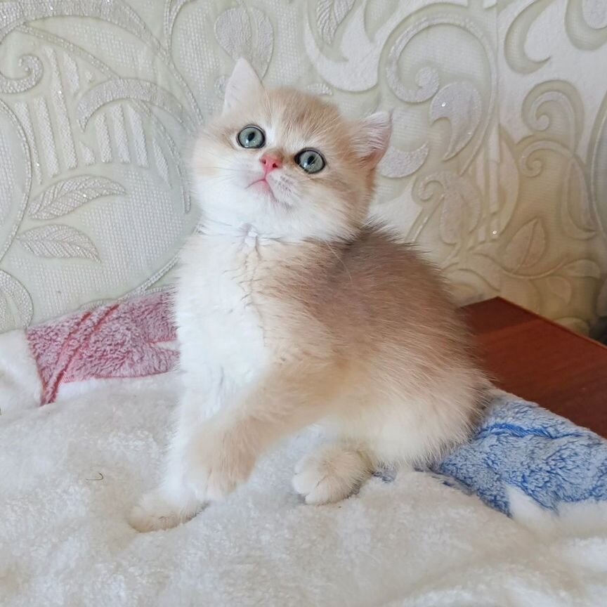 Девочка, золотая шиншилла