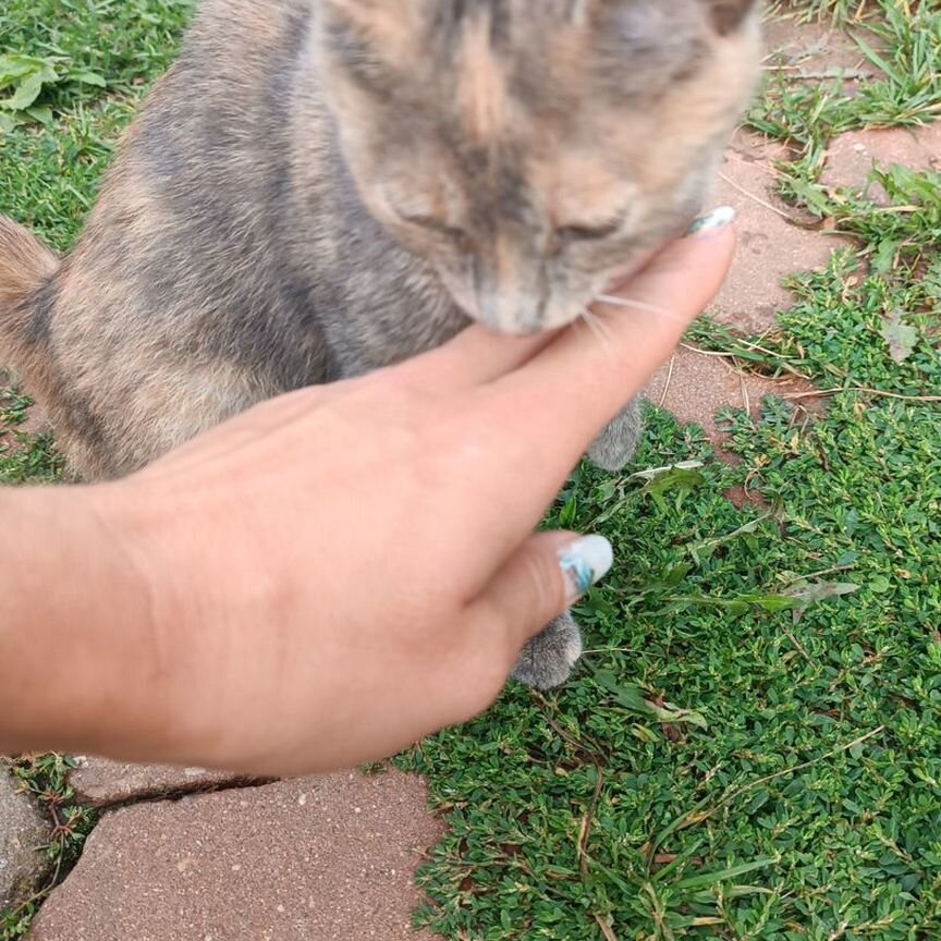 Котëнок в добрые руки