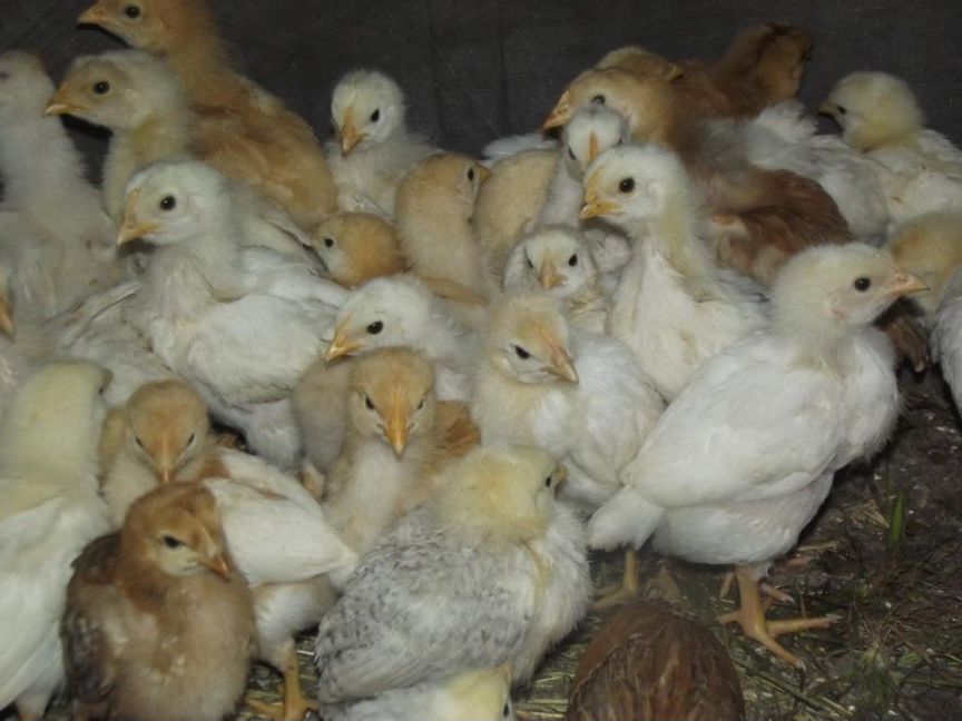Продажа цыплят