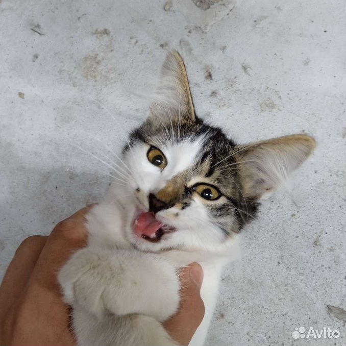 Одам в добрые руки котёнка