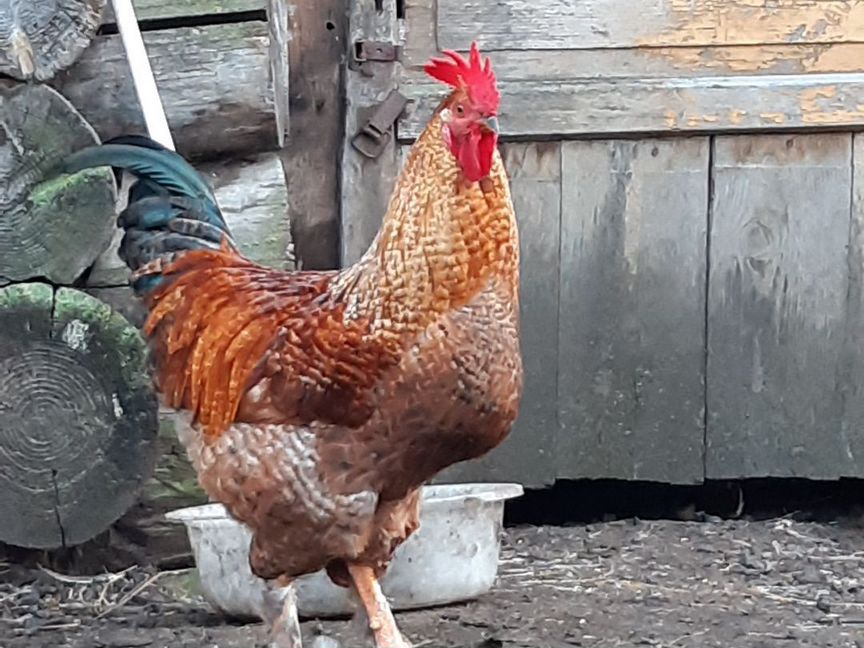 Куры петухи