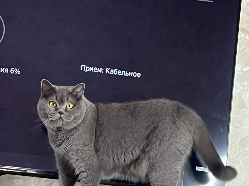 Кошка британка